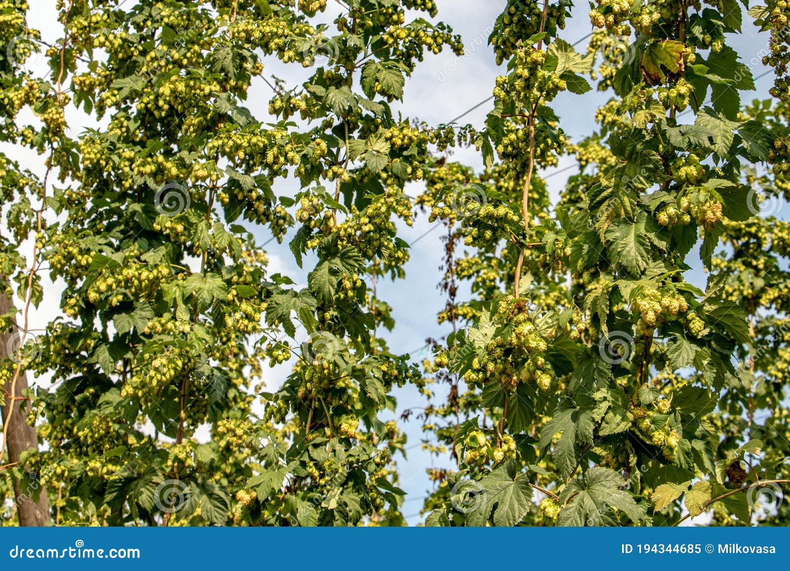 Hop Field before the Harvest. Stock Image - Image of farming, harvest ...