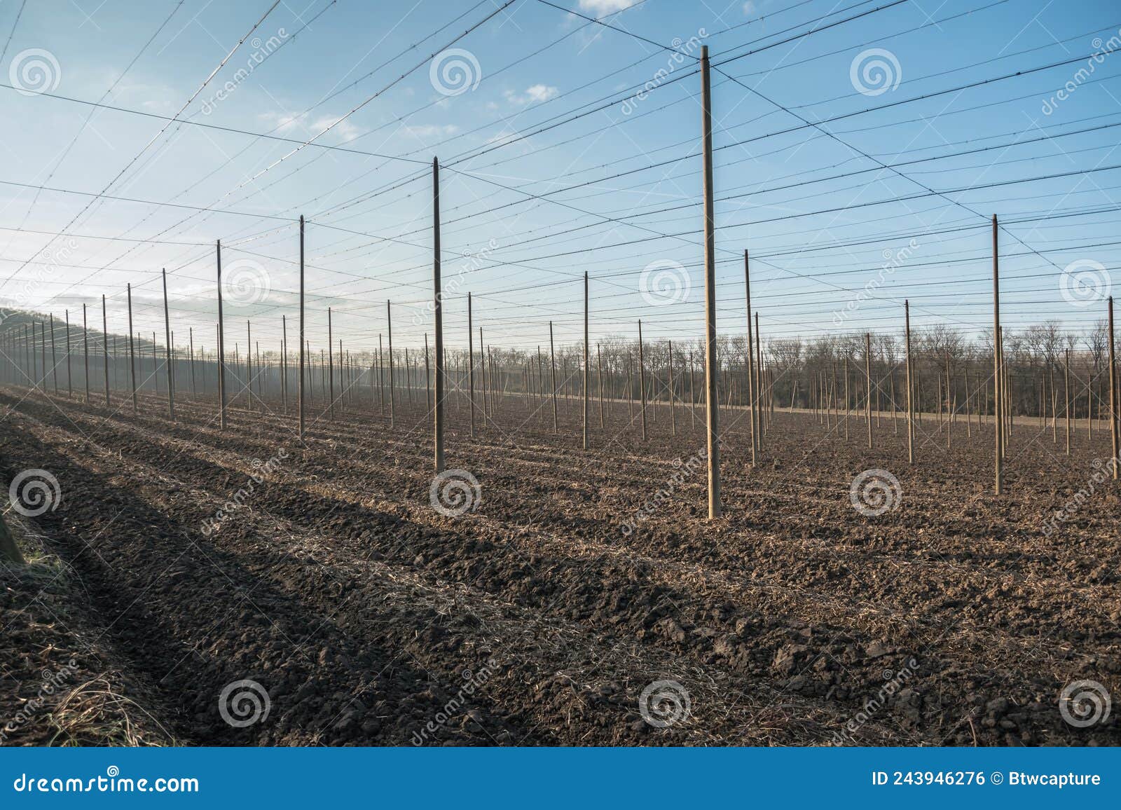 Hop Field with High Construction Stock Photo - Image of field, high ...