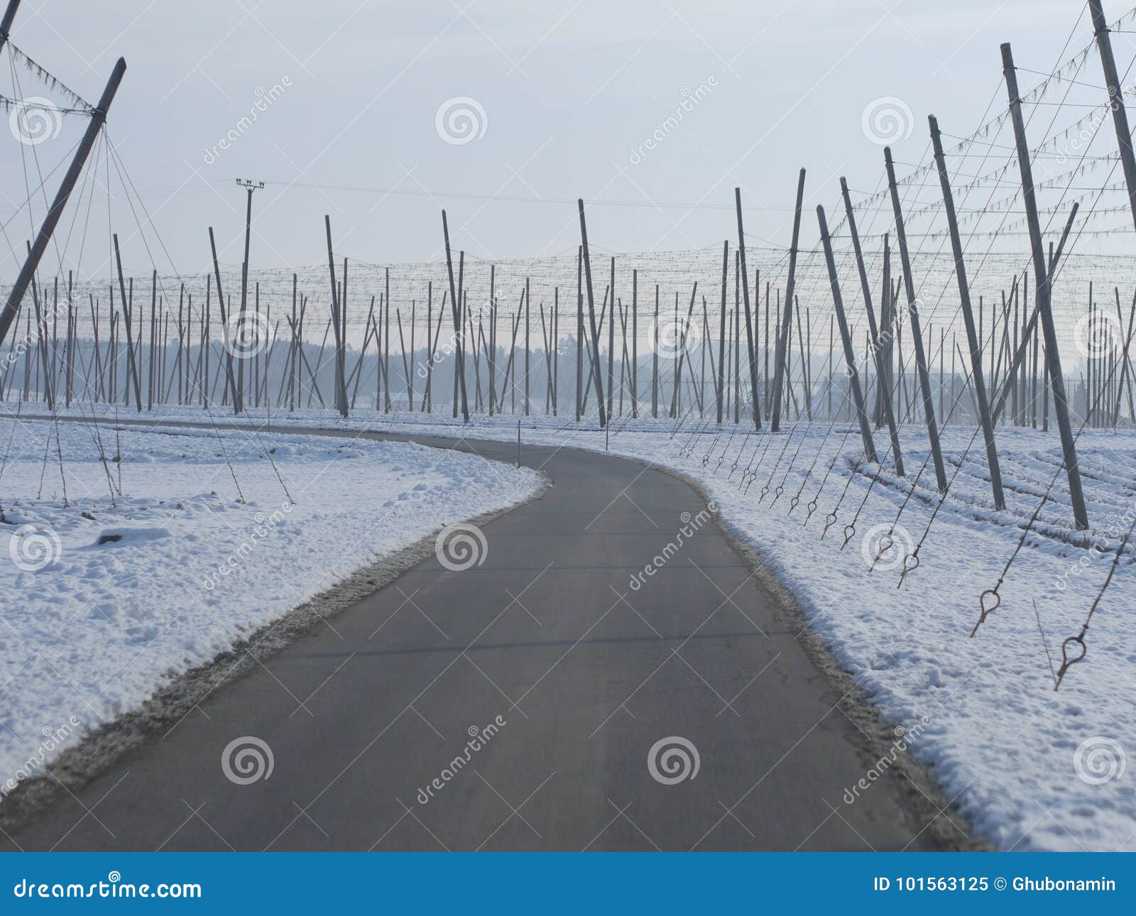Hop Fields for Beer in Wintertime Stock Image - Image of flavor, forest ...