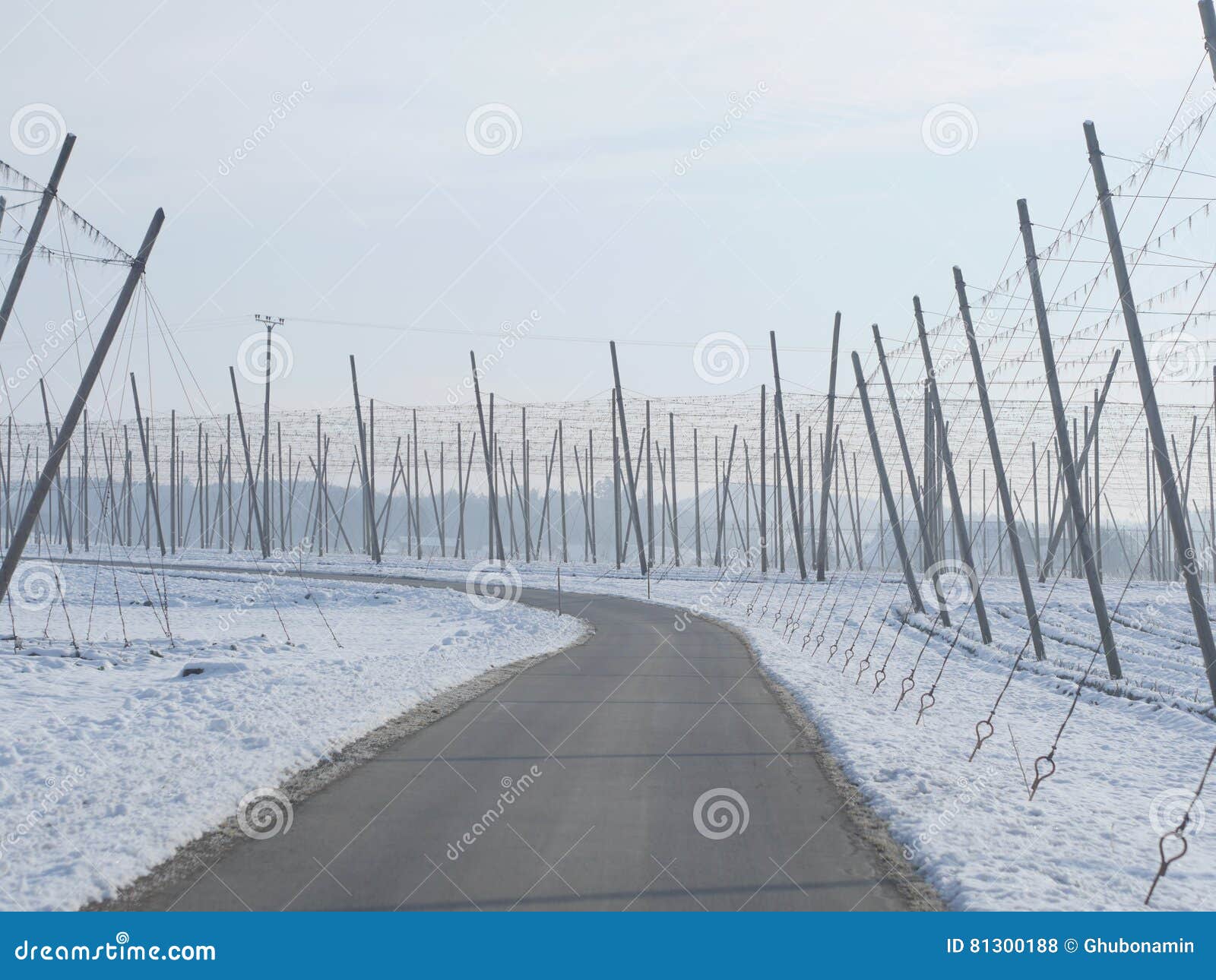 Hop Fields for Beer in Wintertime Stock Photo - Image of cultivation ...
