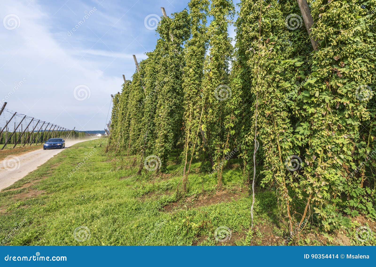 Hop fields editorial stock image. Image of fields, traditional - 90354414