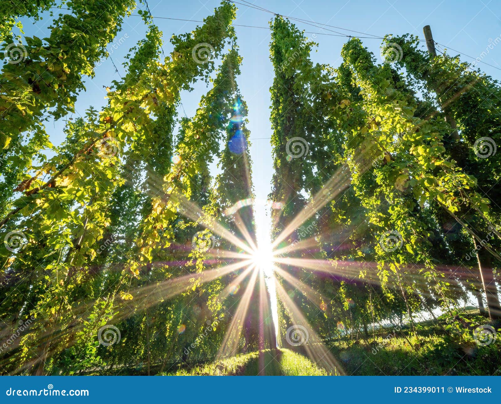 Hop Fields with Sun Star between the Hops Fields Stock Image - Image of ...