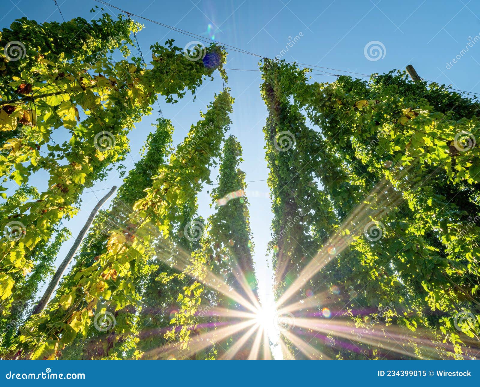 Hop Fields with Sun Star between the Hops Fields Stock Image - Image of ...
