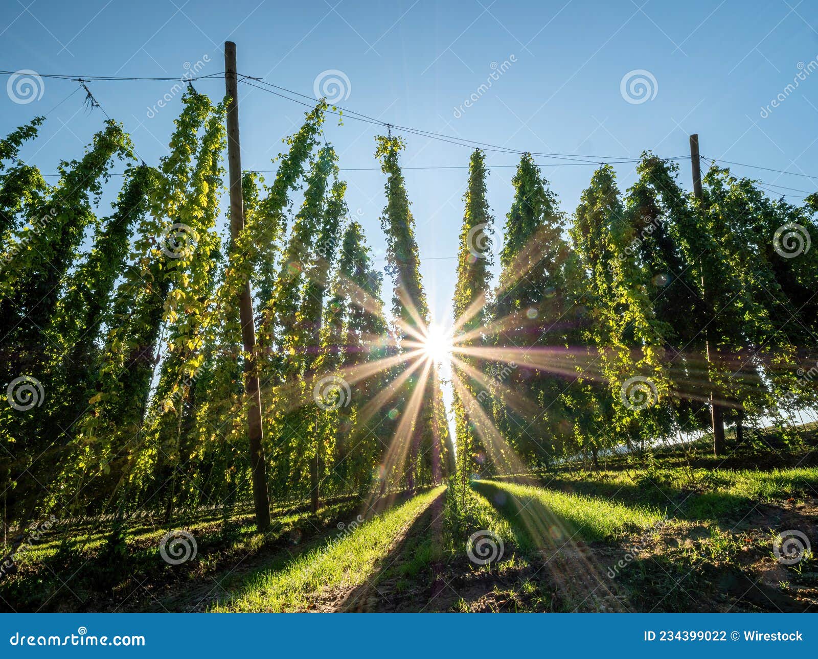 Hop Fields with Sun Star between the Hops Fields Stock Photo - Image of ...