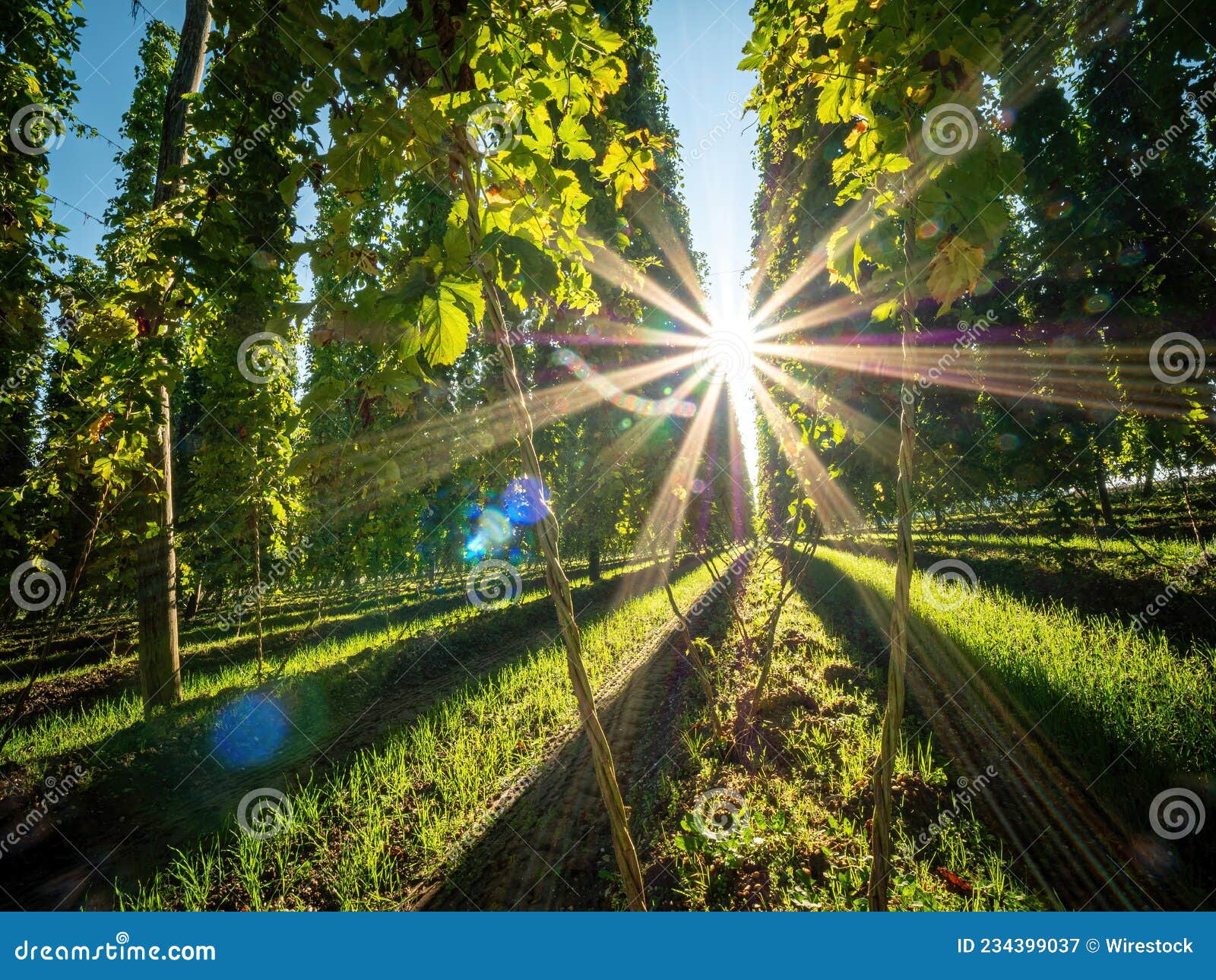 Hop Fields with Sun Star between the Hops Fields Stock Image - Image of ...