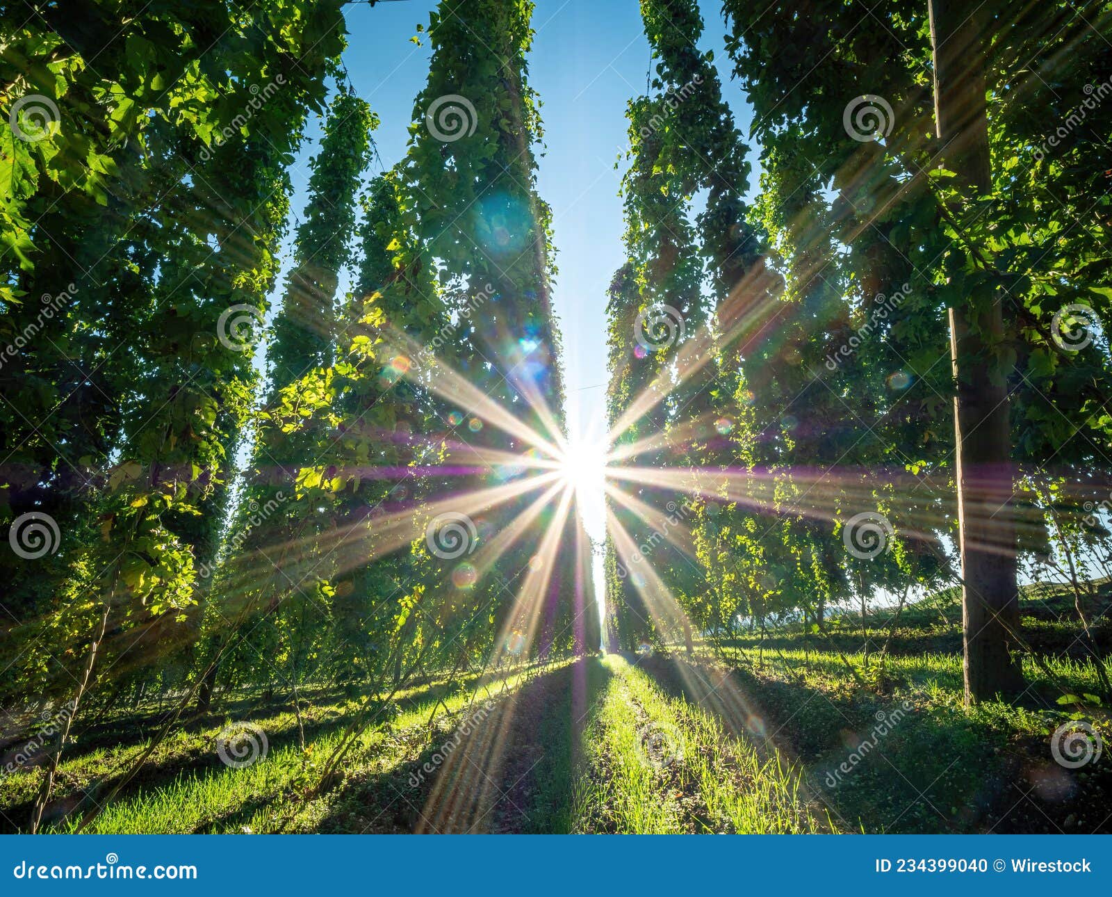 Hop Fields with Sun Star between the Hops Fields Stock Photo - Image of ...