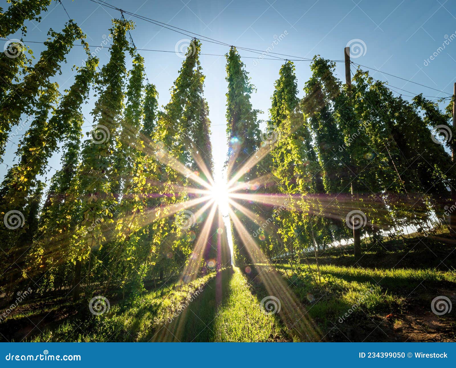 Hop Fields with Sun Star between the Hops Fields Stock Photo - Image of ...