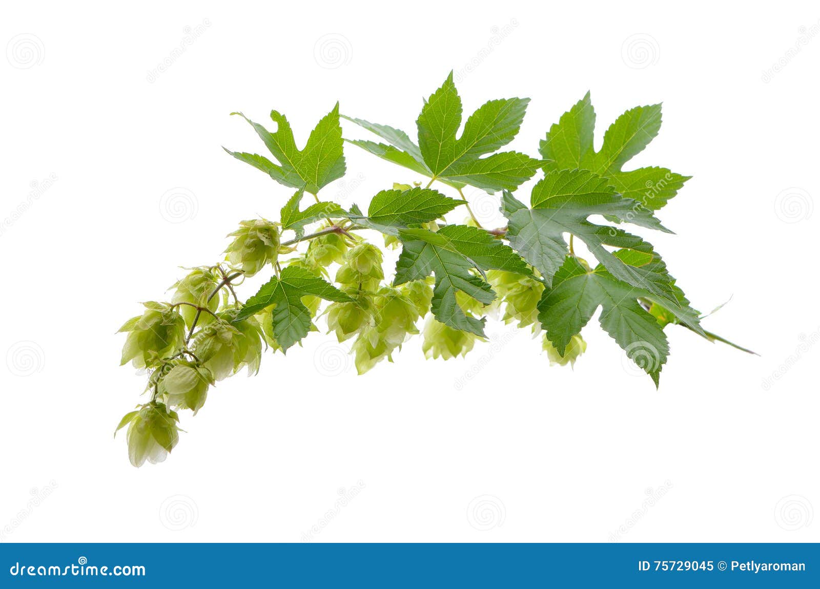Hop Flowers on a White Background Isolated Stock Image - Image of ...