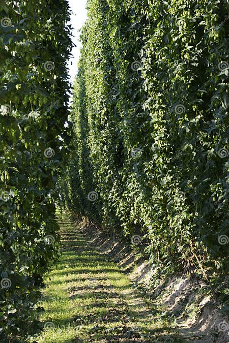 Hop Garden stock photo. Image of agricultural, plant - 34717964