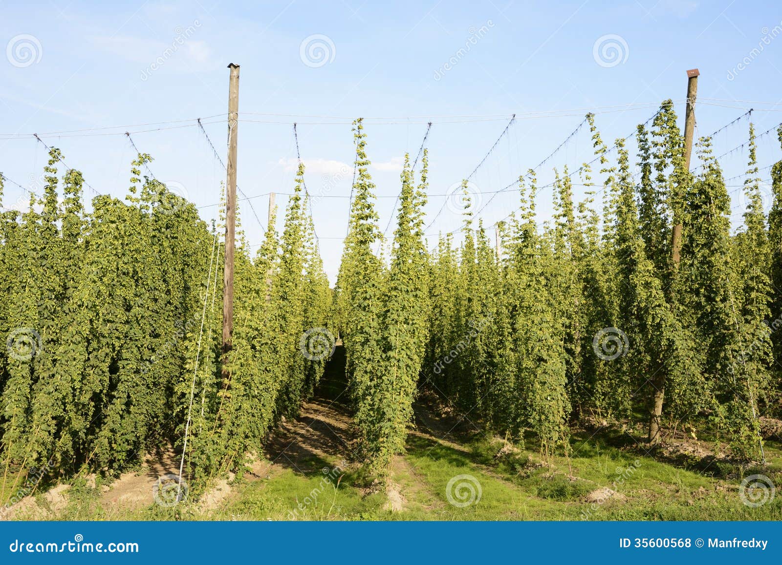 Hop Garden stock photo. Image of ingredient, agricultural - 35600568