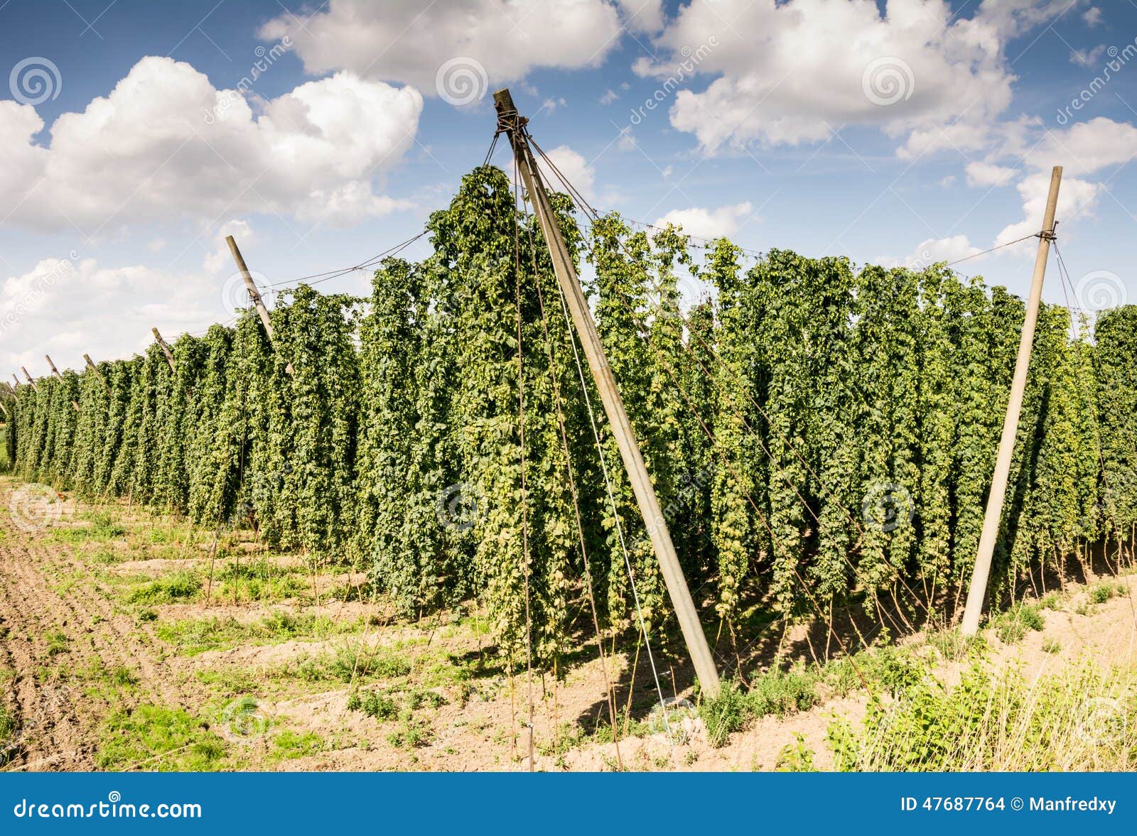 Hop Garden Stock Photo - Image: 47687764