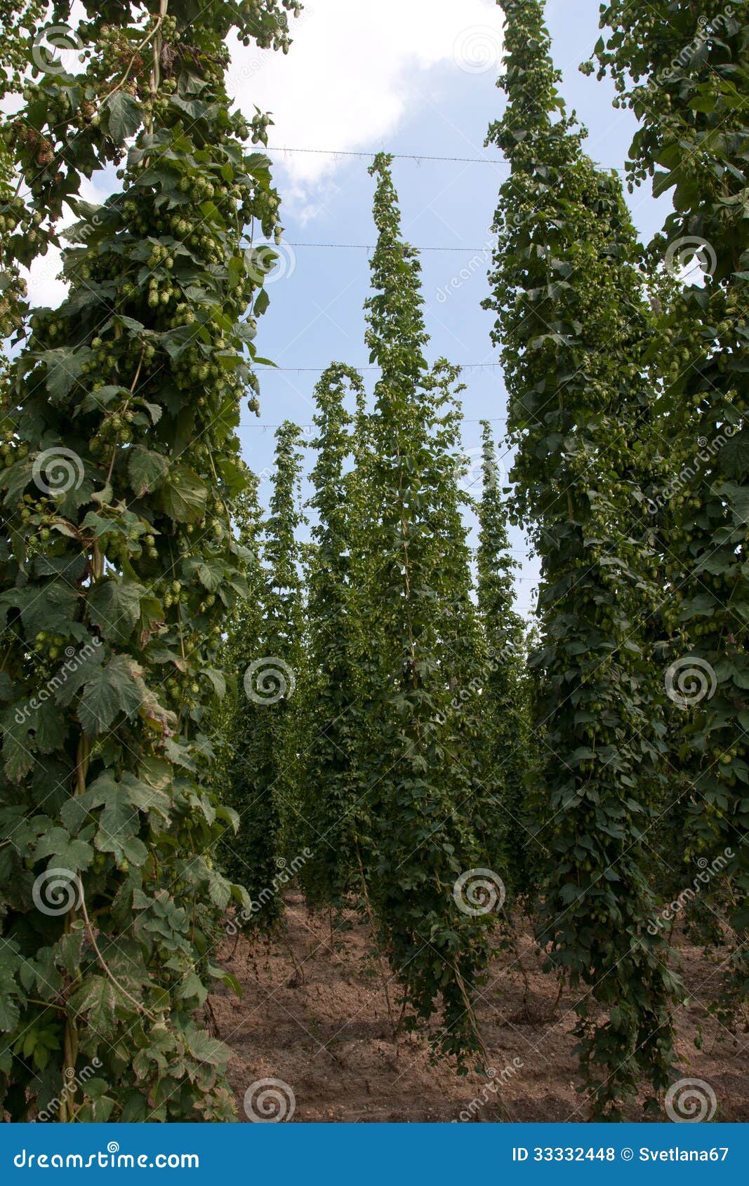 Hop garden stock photo. Image of garden, harvest, spice - 33332448