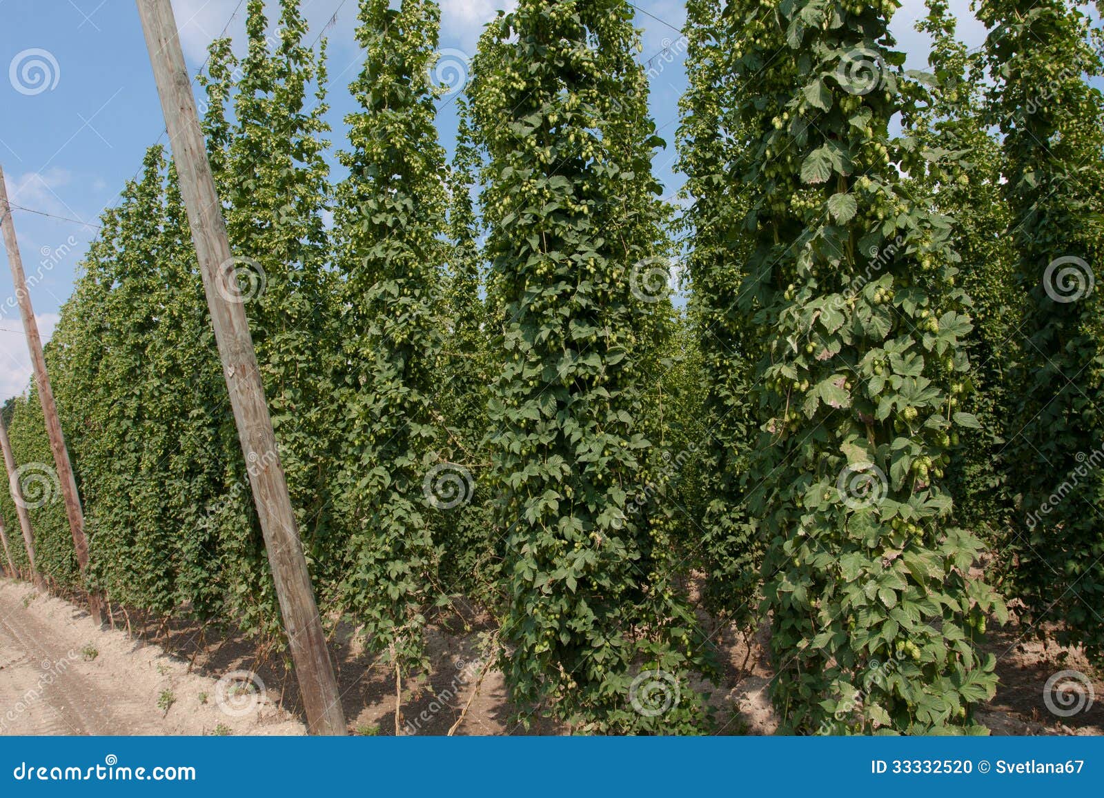 Hop garden stock photo. Image of plant, green, landscape - 33332520