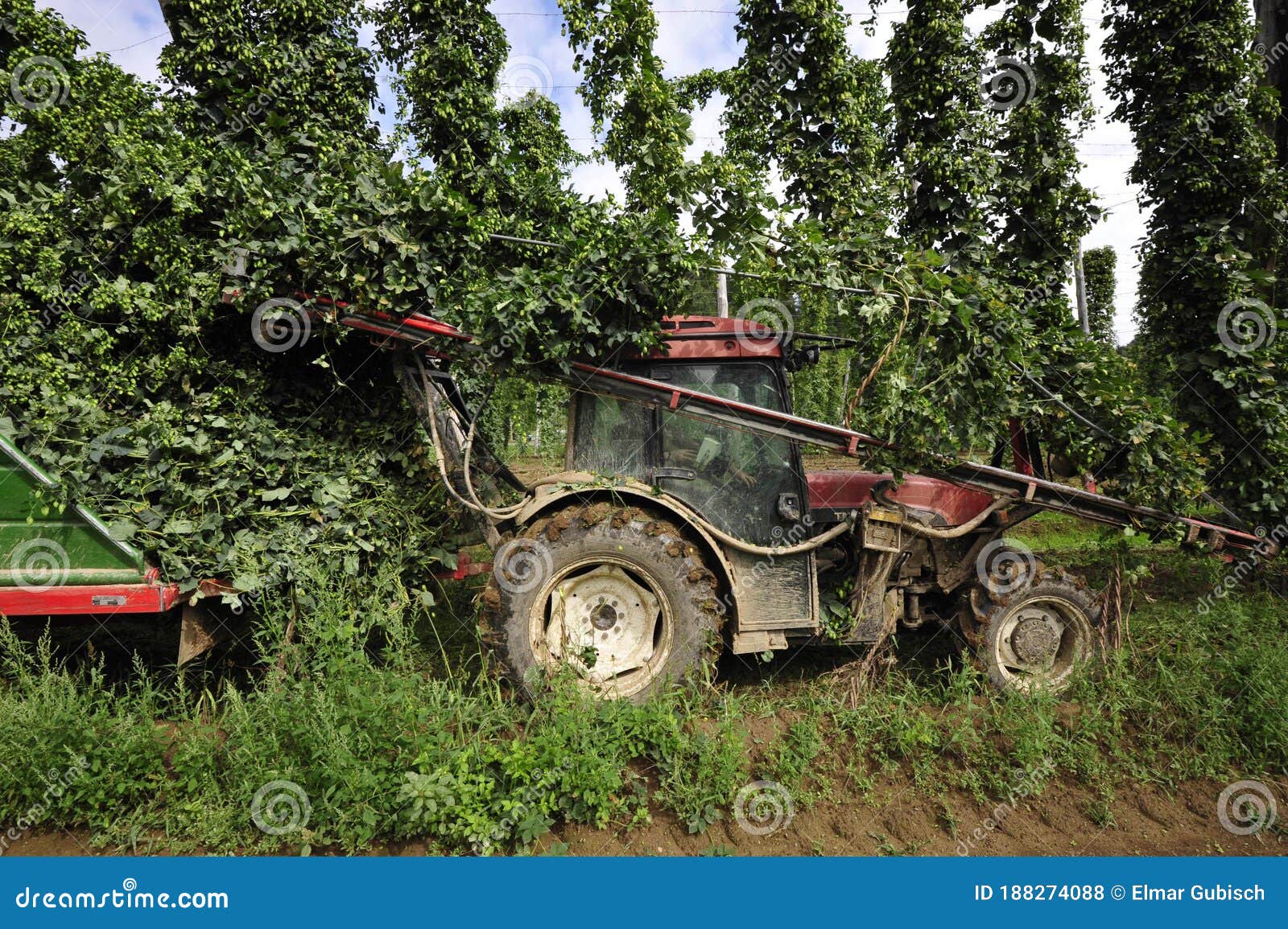 Hop Harvest or Hop Picking with Tractor Stock Photo - Image of ...