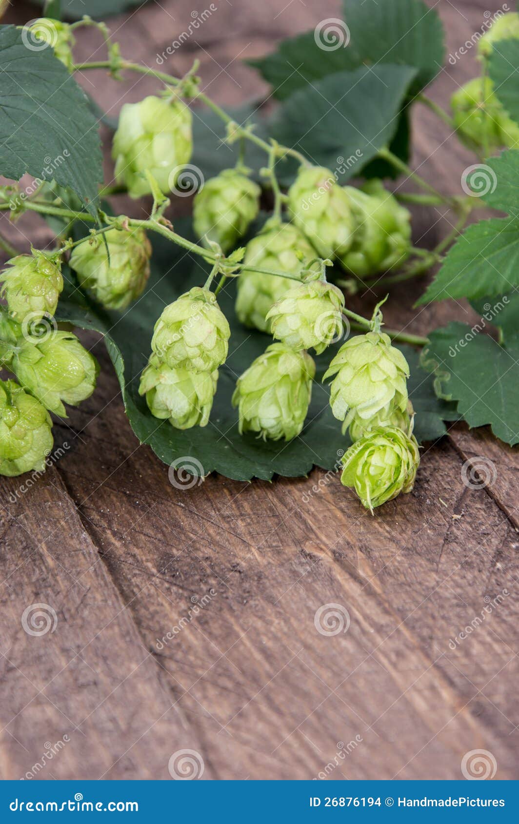 Hop (Humulus lupulus) stock photo. Image of branch, bitter - 26876194