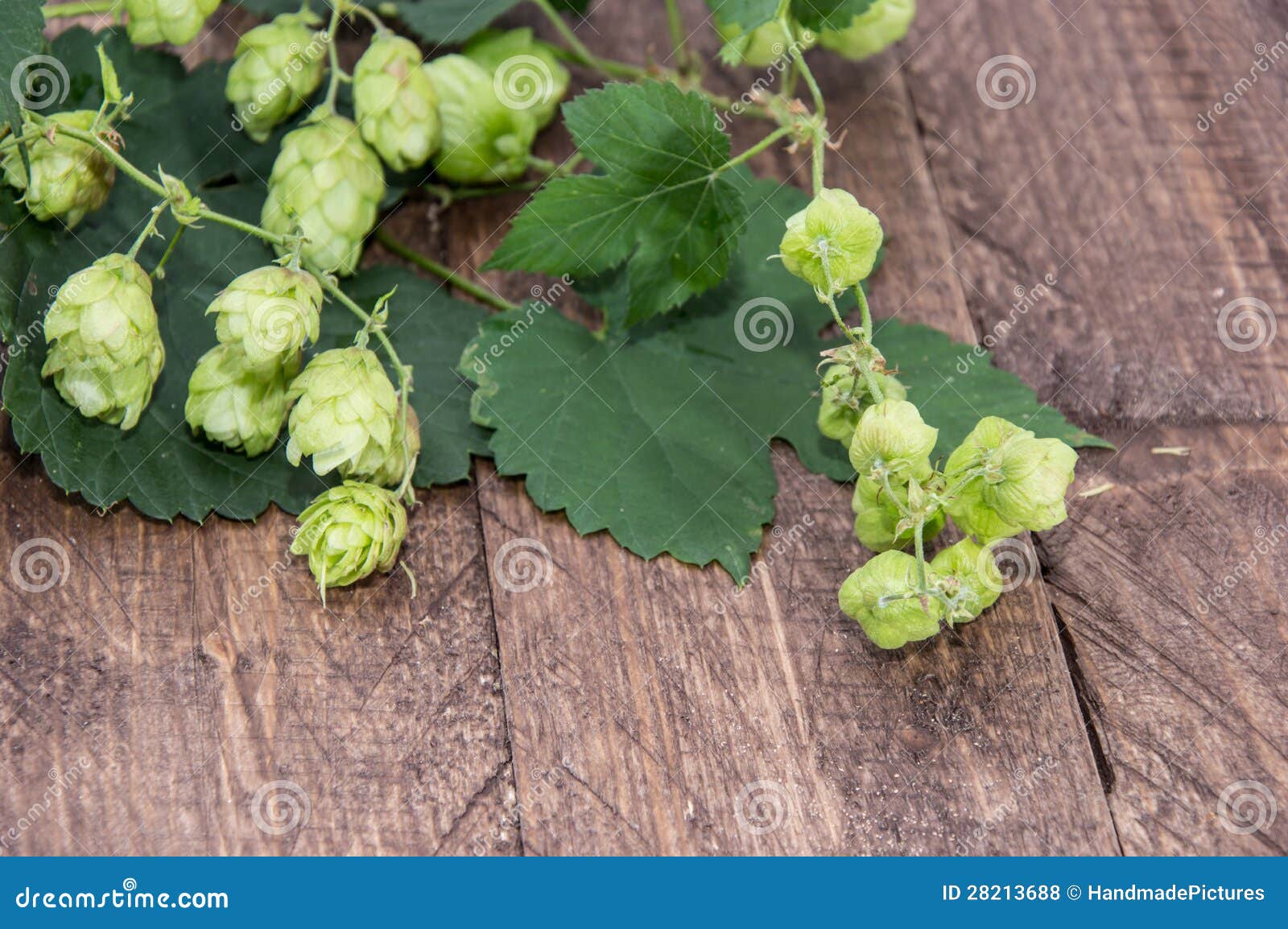 Hop (Humulus lupulus) stock photo. Image of bitter, agriculture - 28213688