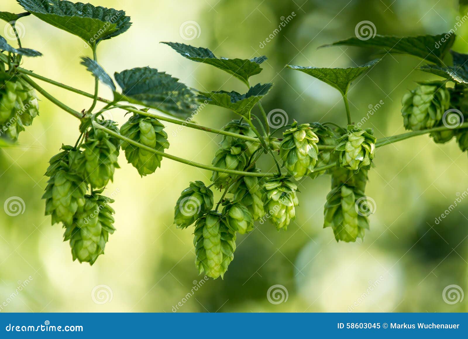 Hop (Humulus lupulus) stock image. Image of medicine - 58603045