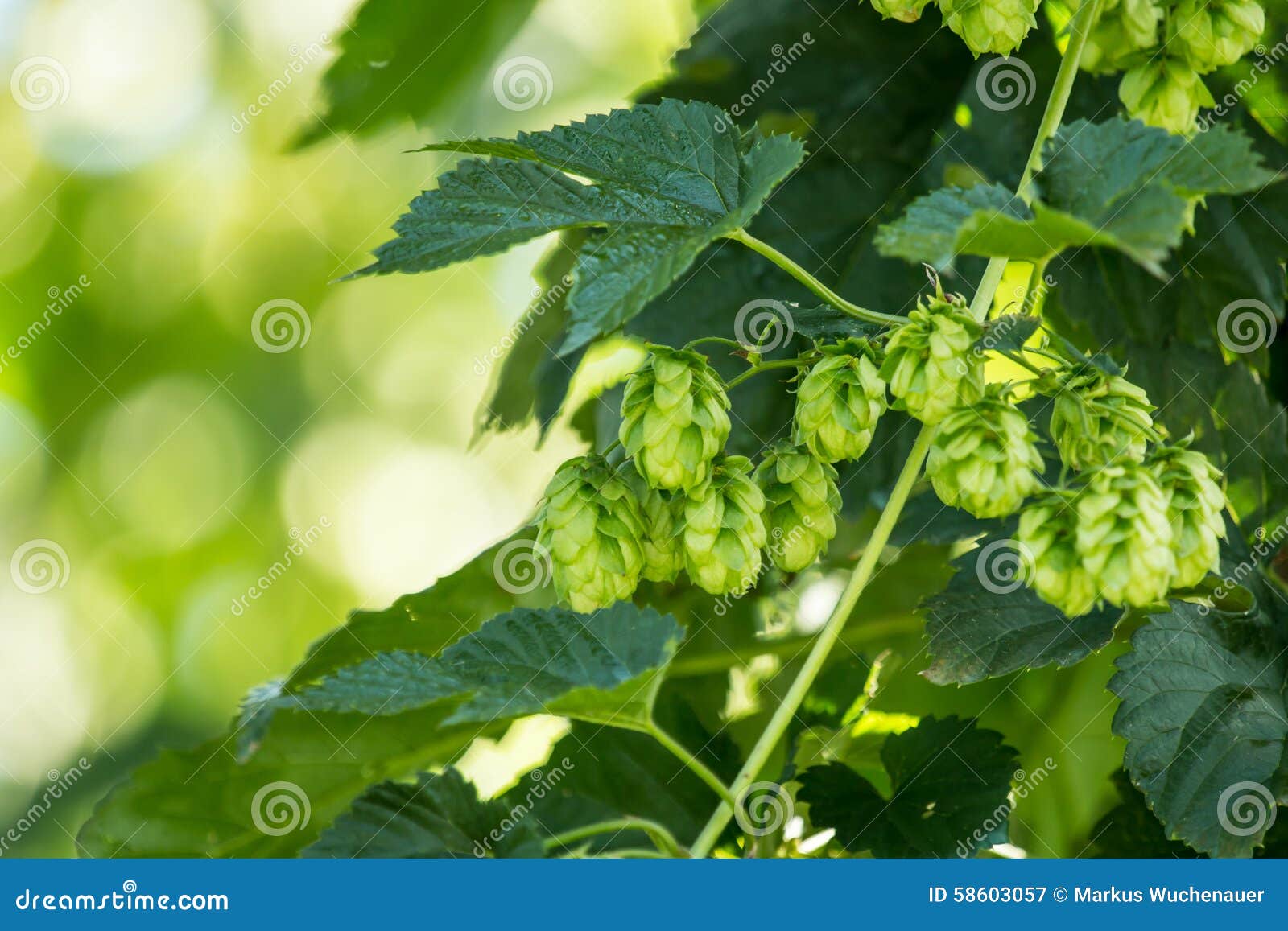 Hop (Humulus lupulus) stock image. Image of naturopathy - 58603057