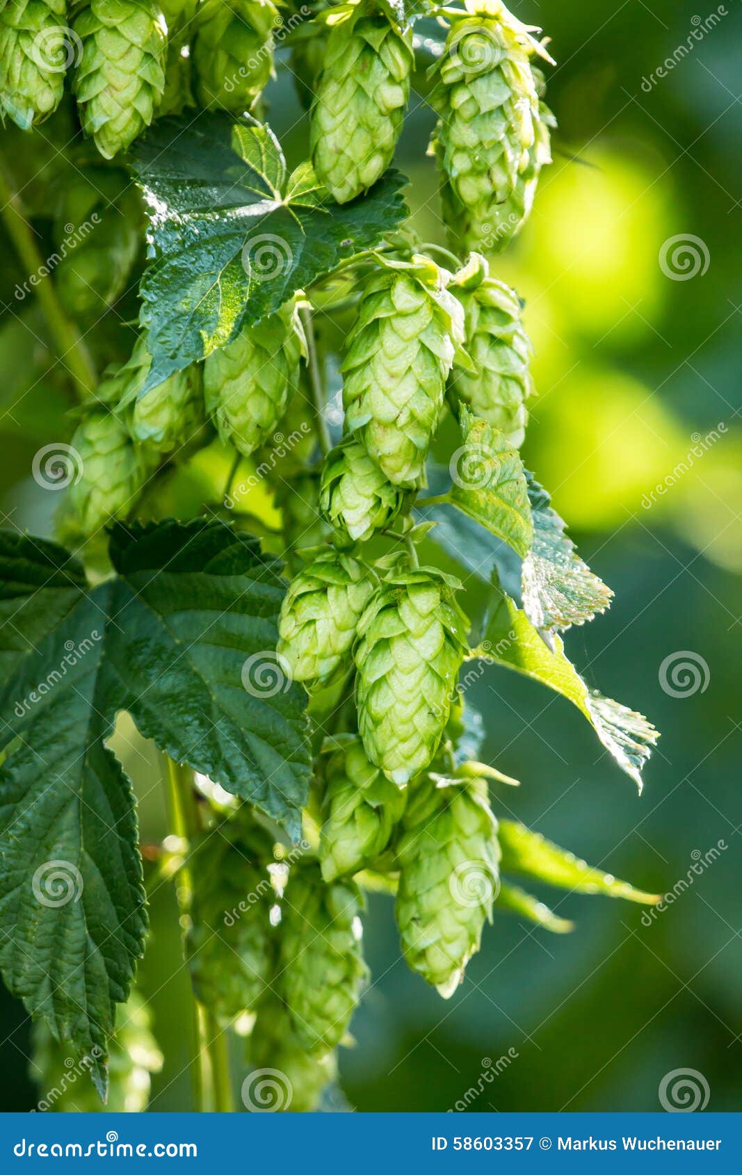 Hop (Humulus lupulus) stock image. Image of analgesic - 58603357
