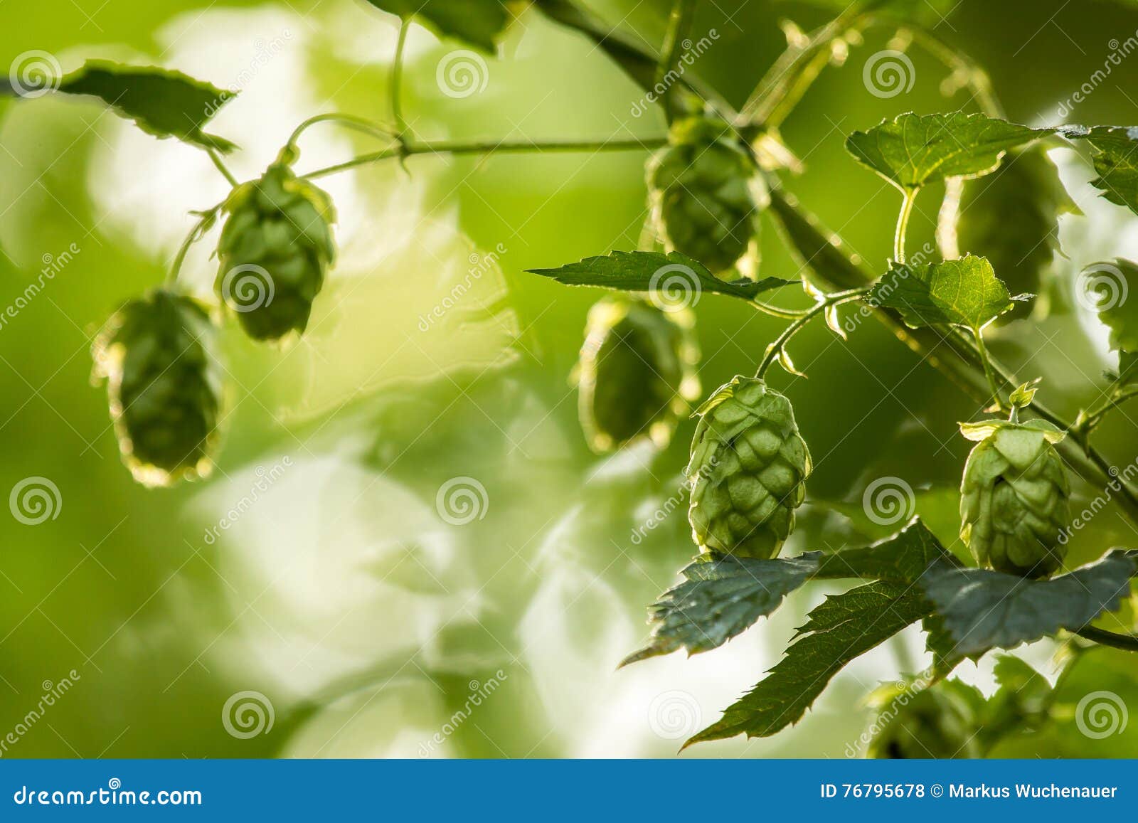 Hop (Humulus lupulus) stock photo. Image of brewing, green - 76795678