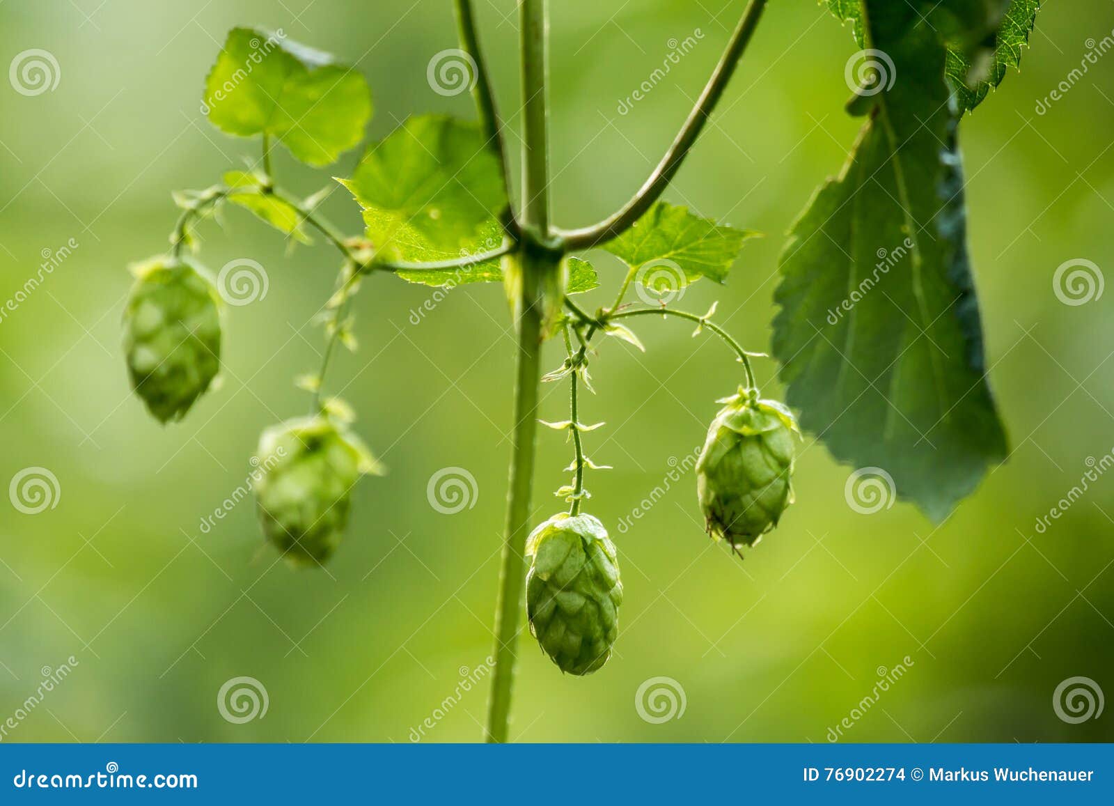 Hop (Humulus lupulus) stock photo. Image of beer, calmative - 76902274