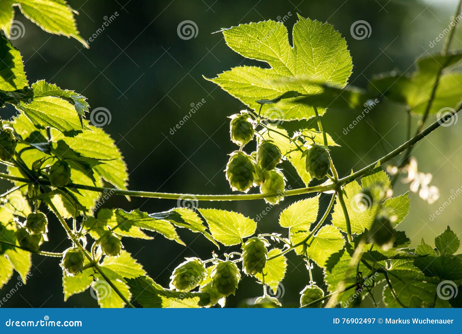 Hop (Humulus lupulus) stock image. Image of digestion - 76902497