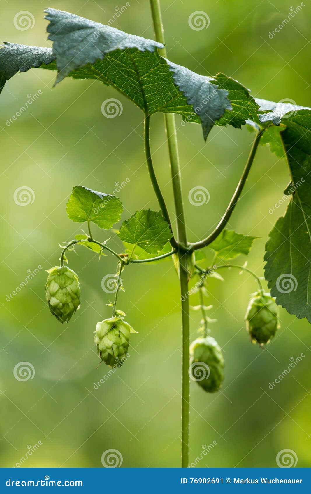 Hop (Humulus lupulus) stock image. Image of menopausal - 76902691
