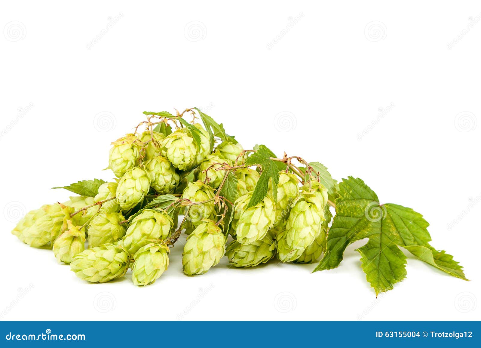 Hop Isolated on White Background Stock Photo - Image of brewing ...