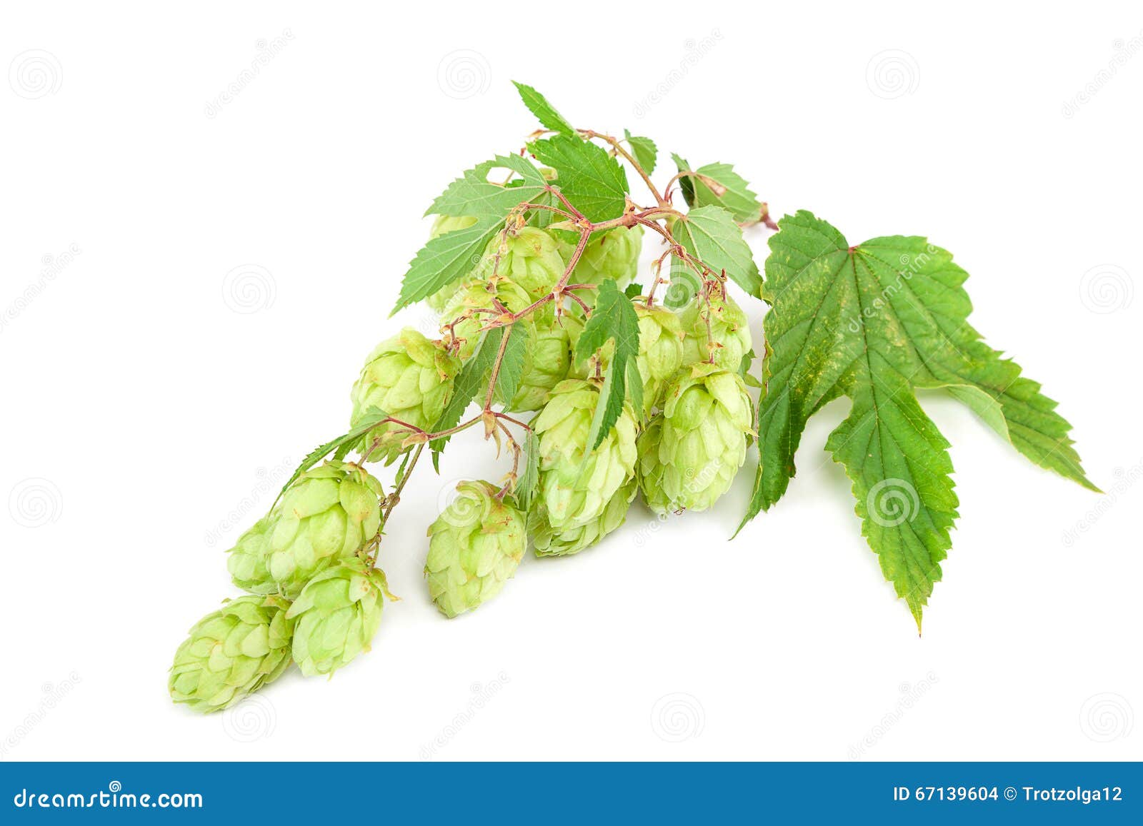 Hop Isolated on White Background Stock Photo - Image of food, flower ...