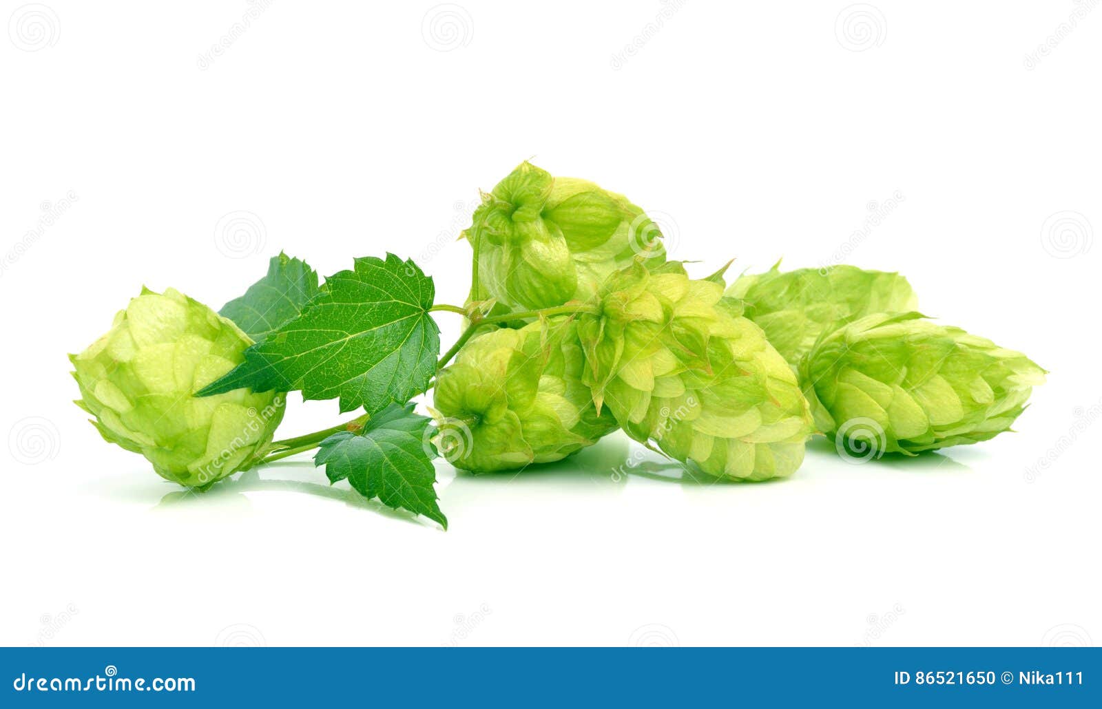Hop isolated on white stock photo. Image of background - 86521650