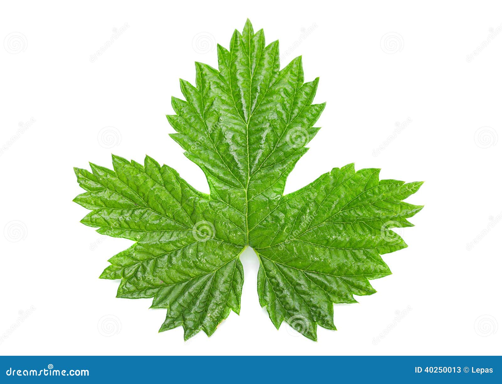 Hop leaf isolated stock image. Image of natural, nature - 40250013