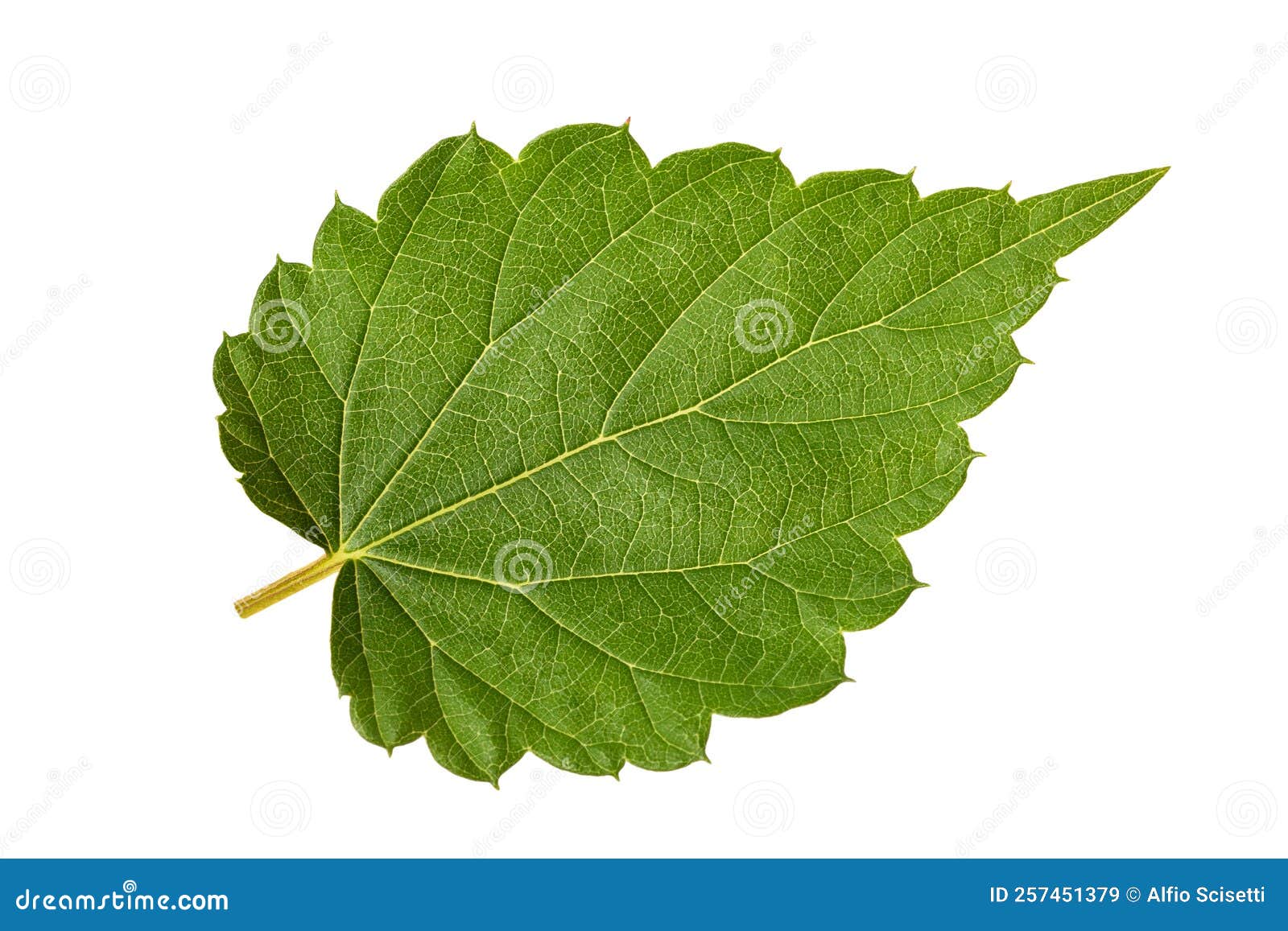 Hop leaf stock image. Image of twig, tendril, creeper - 257451379