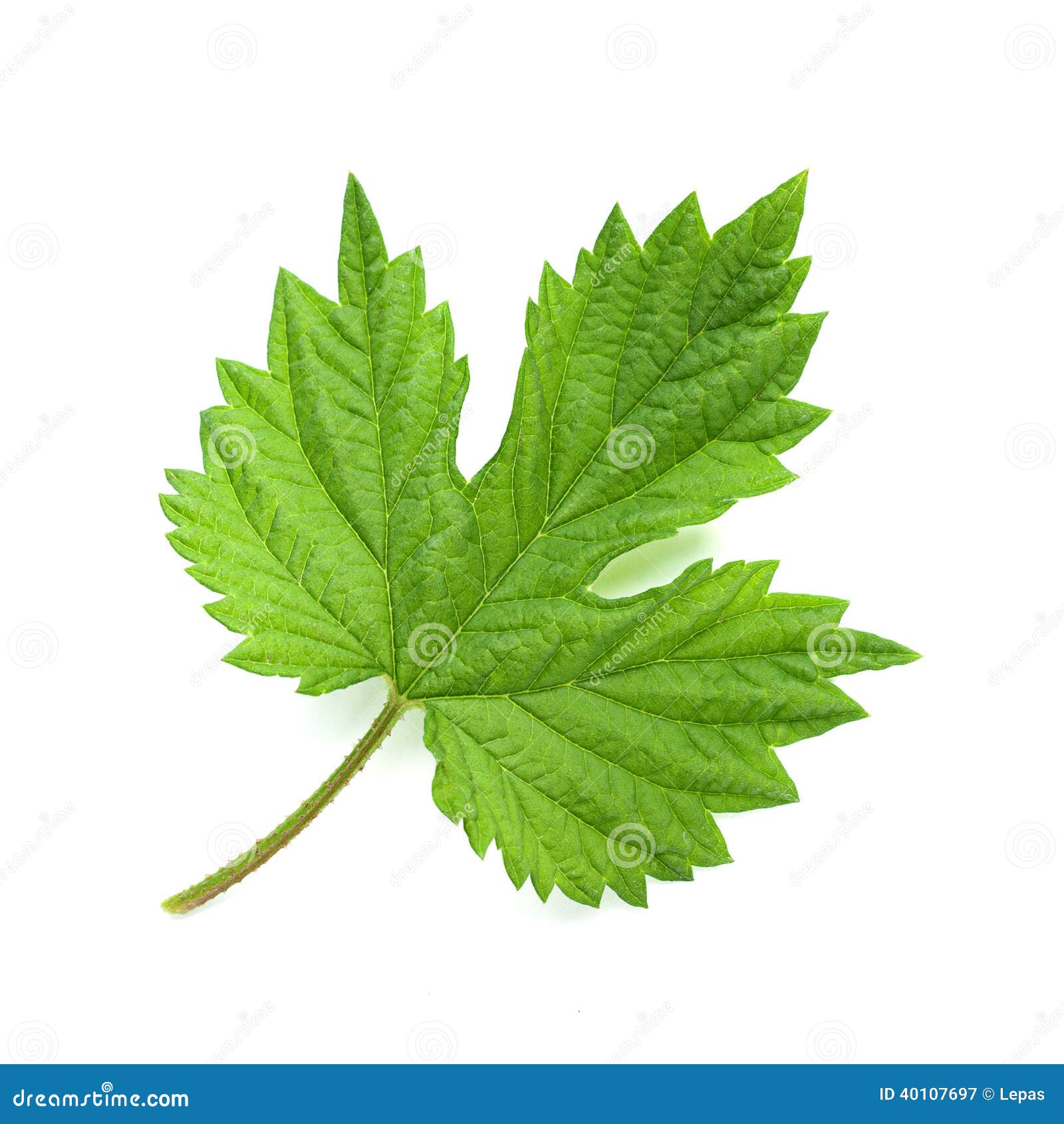 Hop leaf on white stock image. Image of plant, nature - 40107697