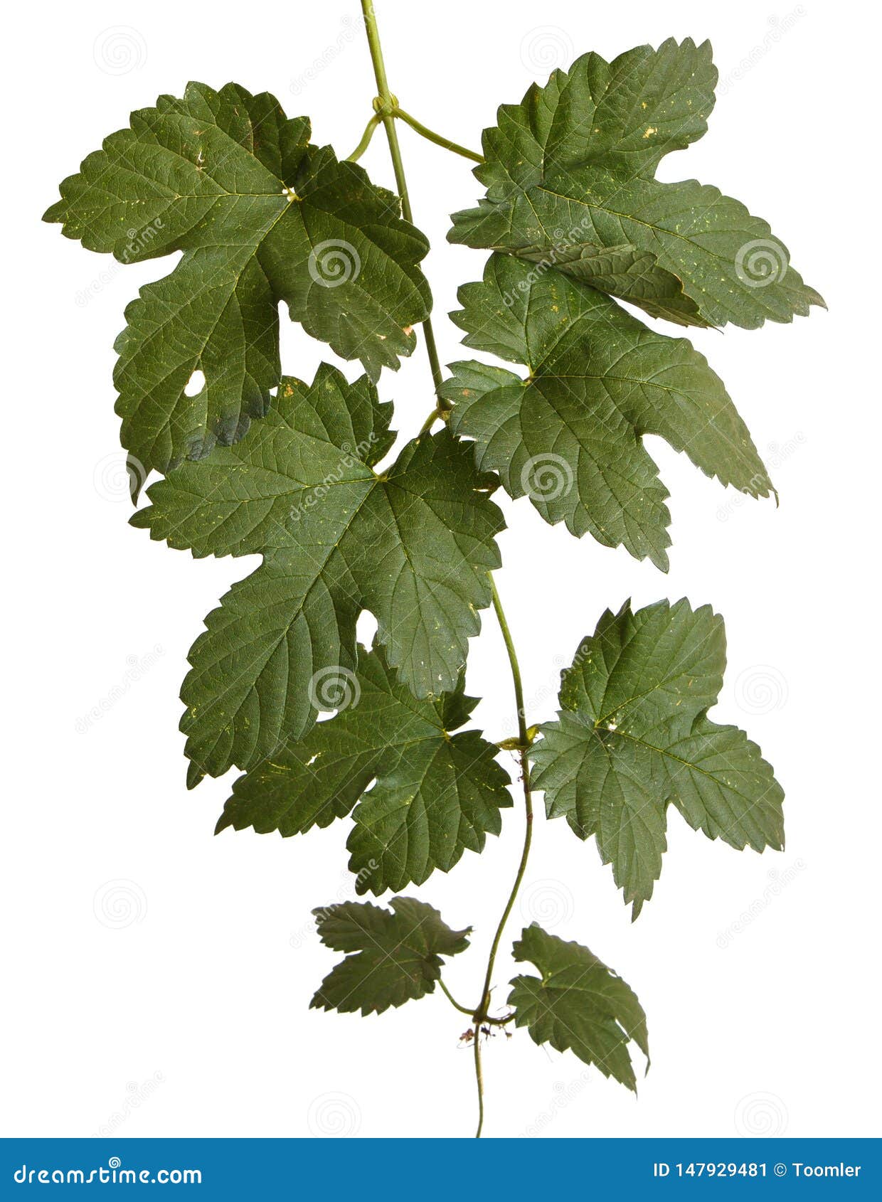 Hop Leaves Isolated on White Stock Image - Image of germ, twine: 147929481