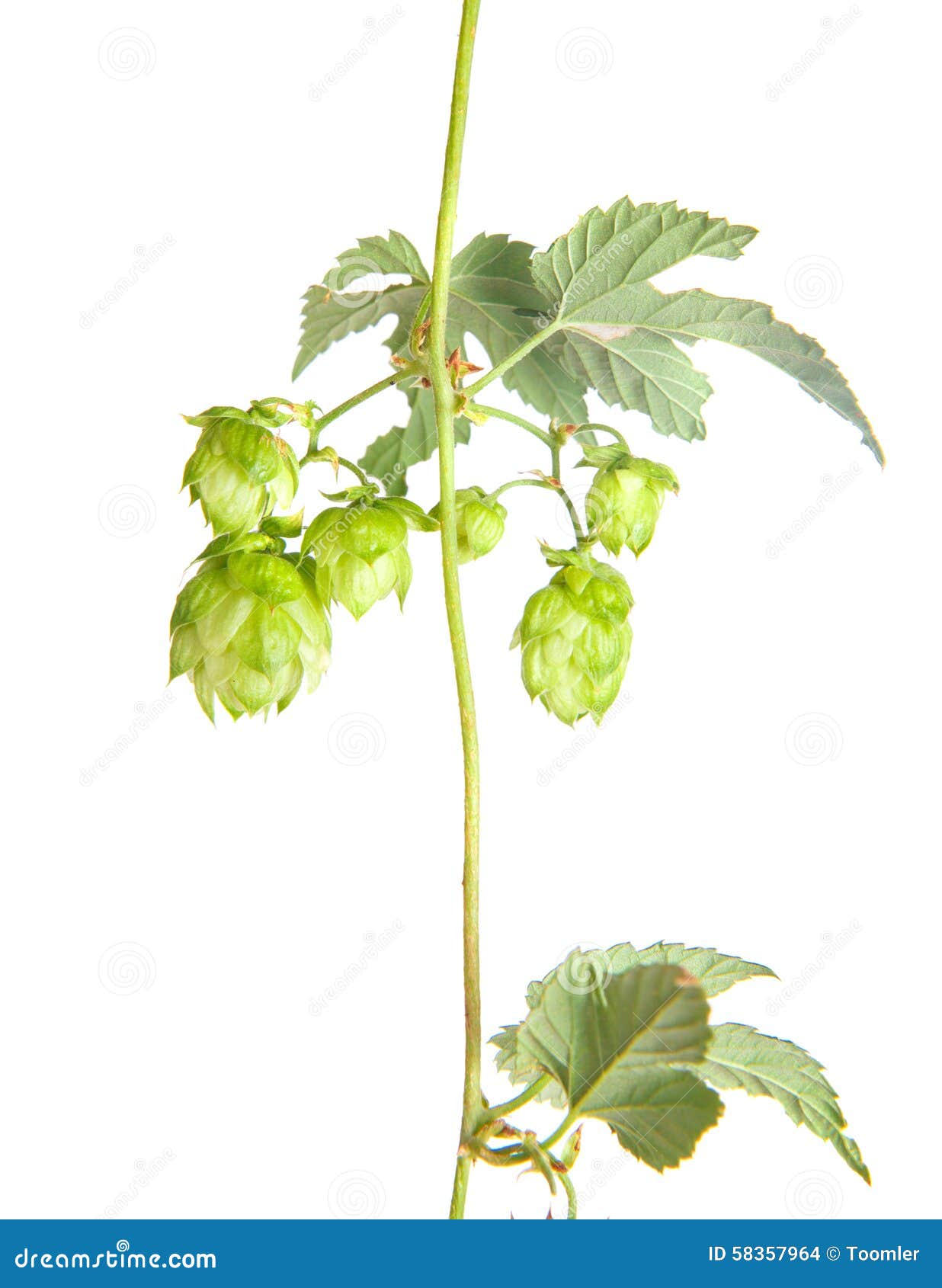Hop leaves on a stem stock photo. Image of fall, bush - 58357964