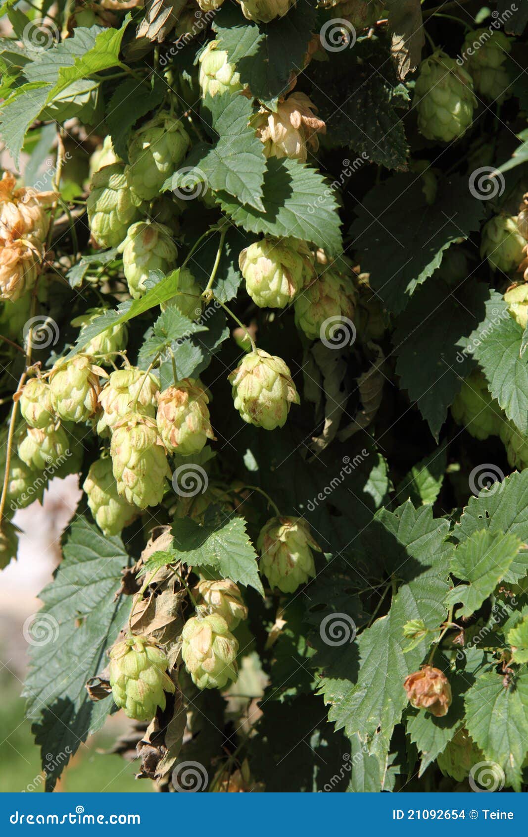 Hop plant stock photo. Image of humulus, brewing, flora - 21092654