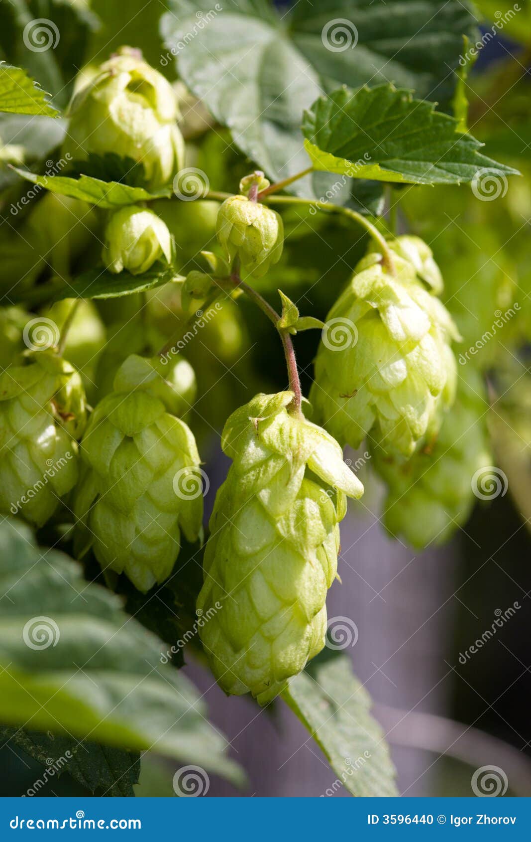 Hop plant stock photo. Image of plant, branch, brew, producing - 3596440