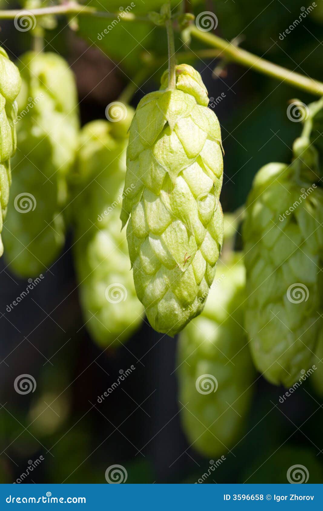 Hop plant stock photo. Image of hops, producing, cultivation - 3596658