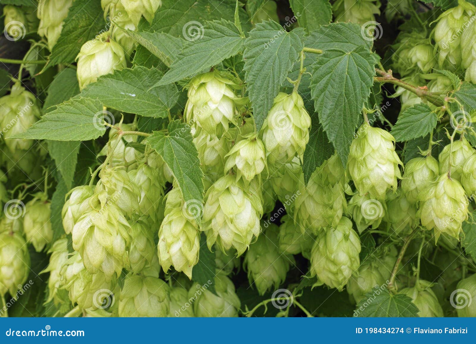 Hop Plant, Flowers and Leaves Stock Photo - Image of flowering, humulus ...