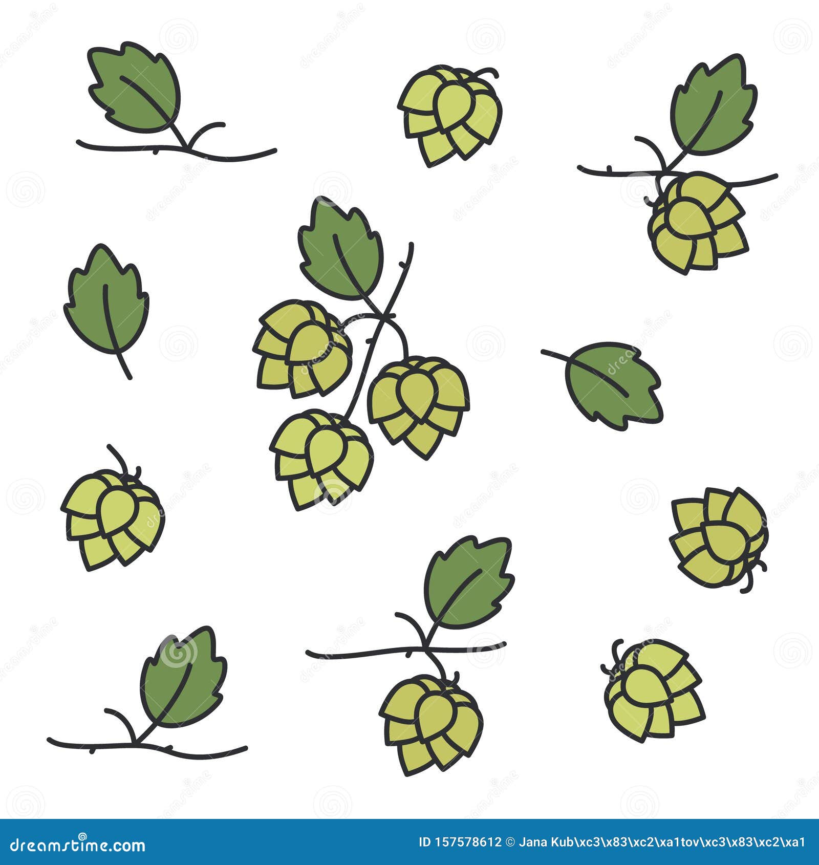 Hop plant illustration stock vector. Illustration of leaf - 157578612