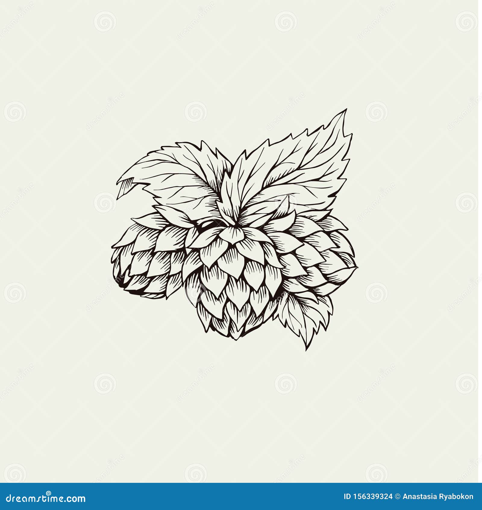 Hop Plant Ink Illustration Isolated Stock Vector - Illustration of ...