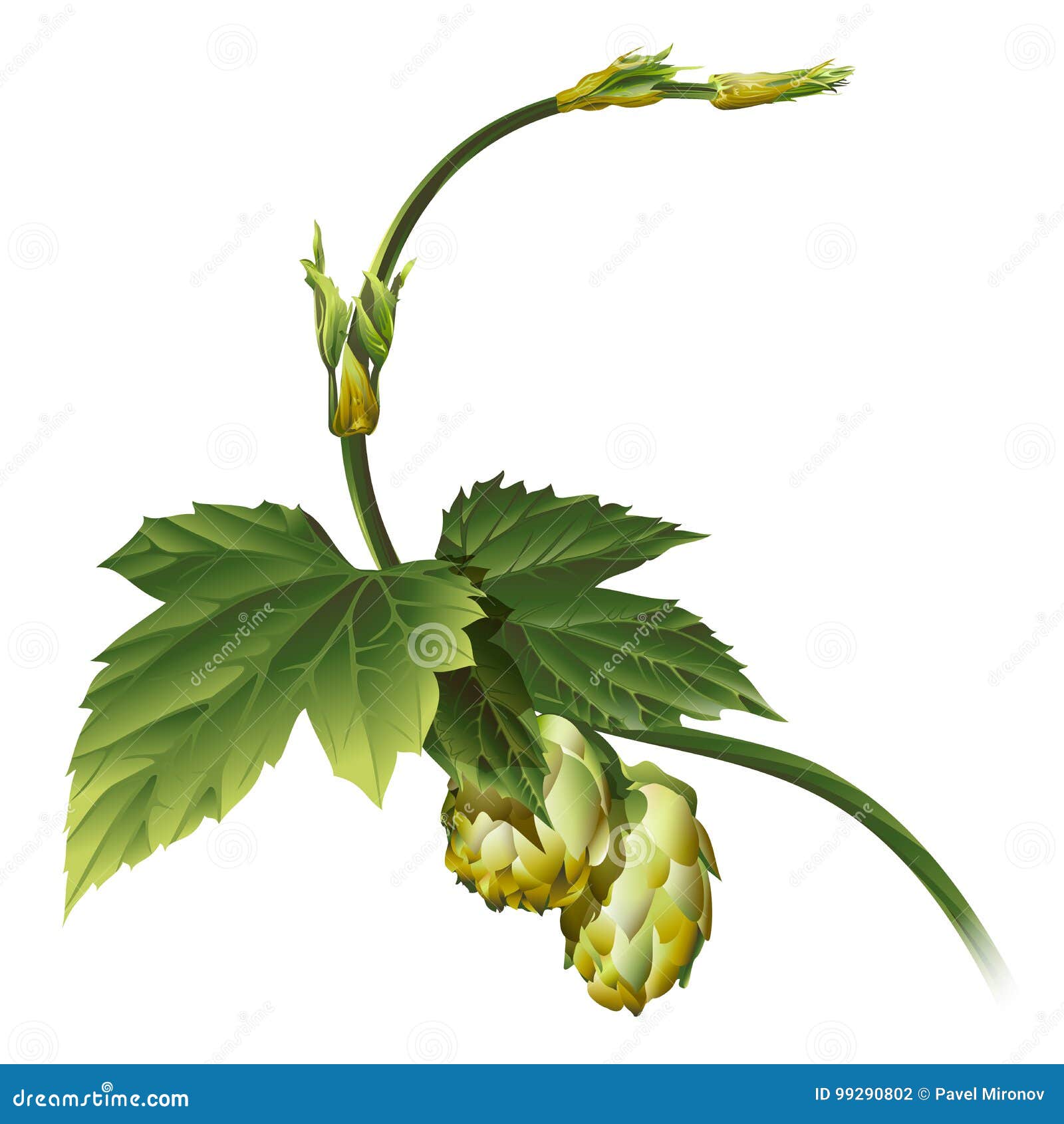 Hop plant vector stock vector. Illustration of crop, illustrationl ...