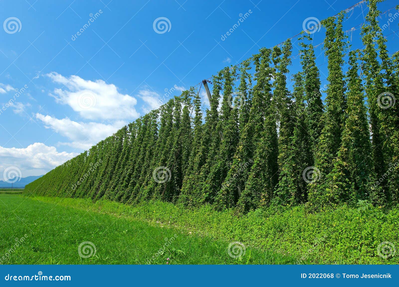 Hop plantation stock photo. Image of landscape, agriculture - 2022068