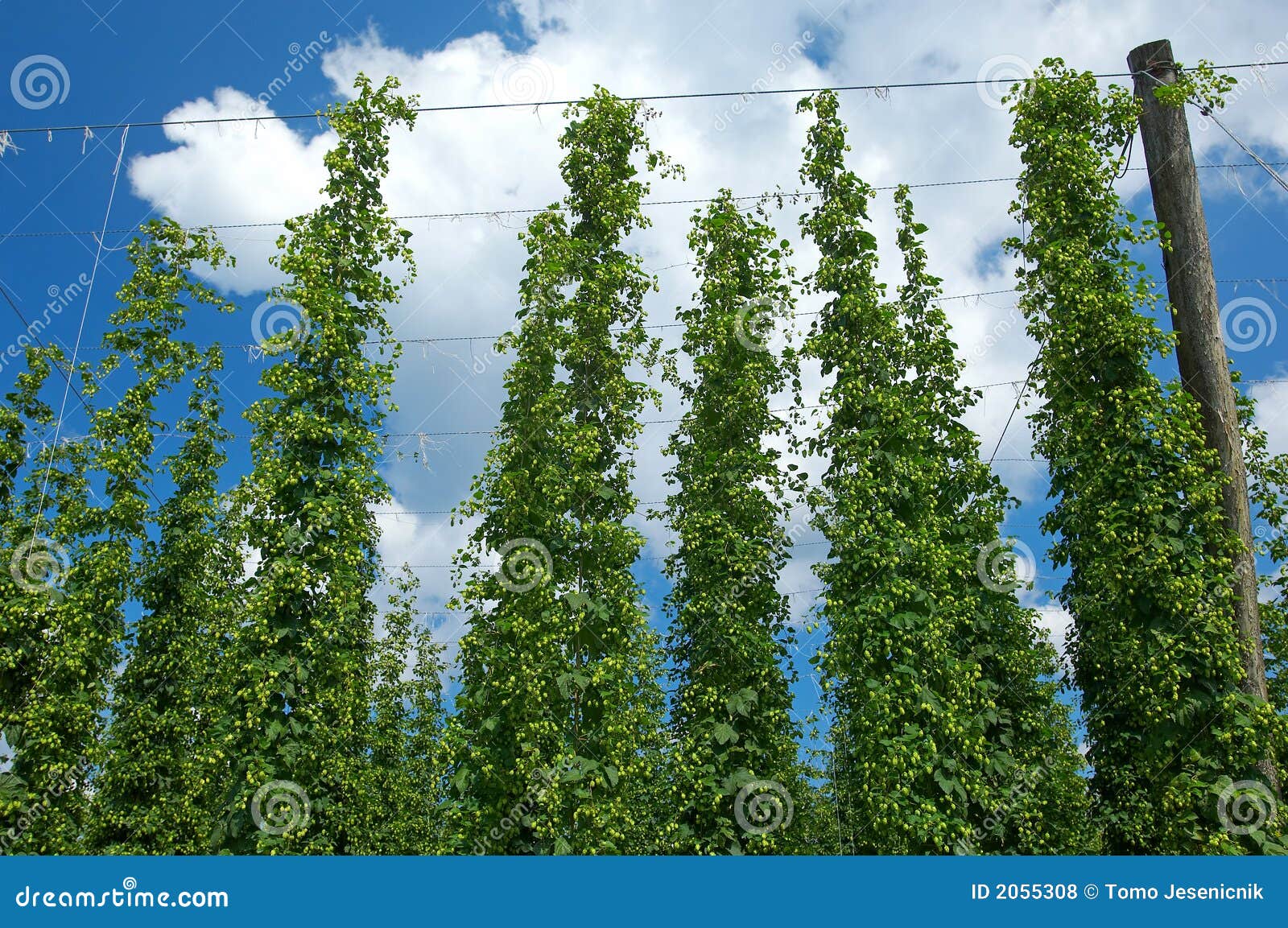 Hop plantation stock photo. Image of harvest, industry - 2055308