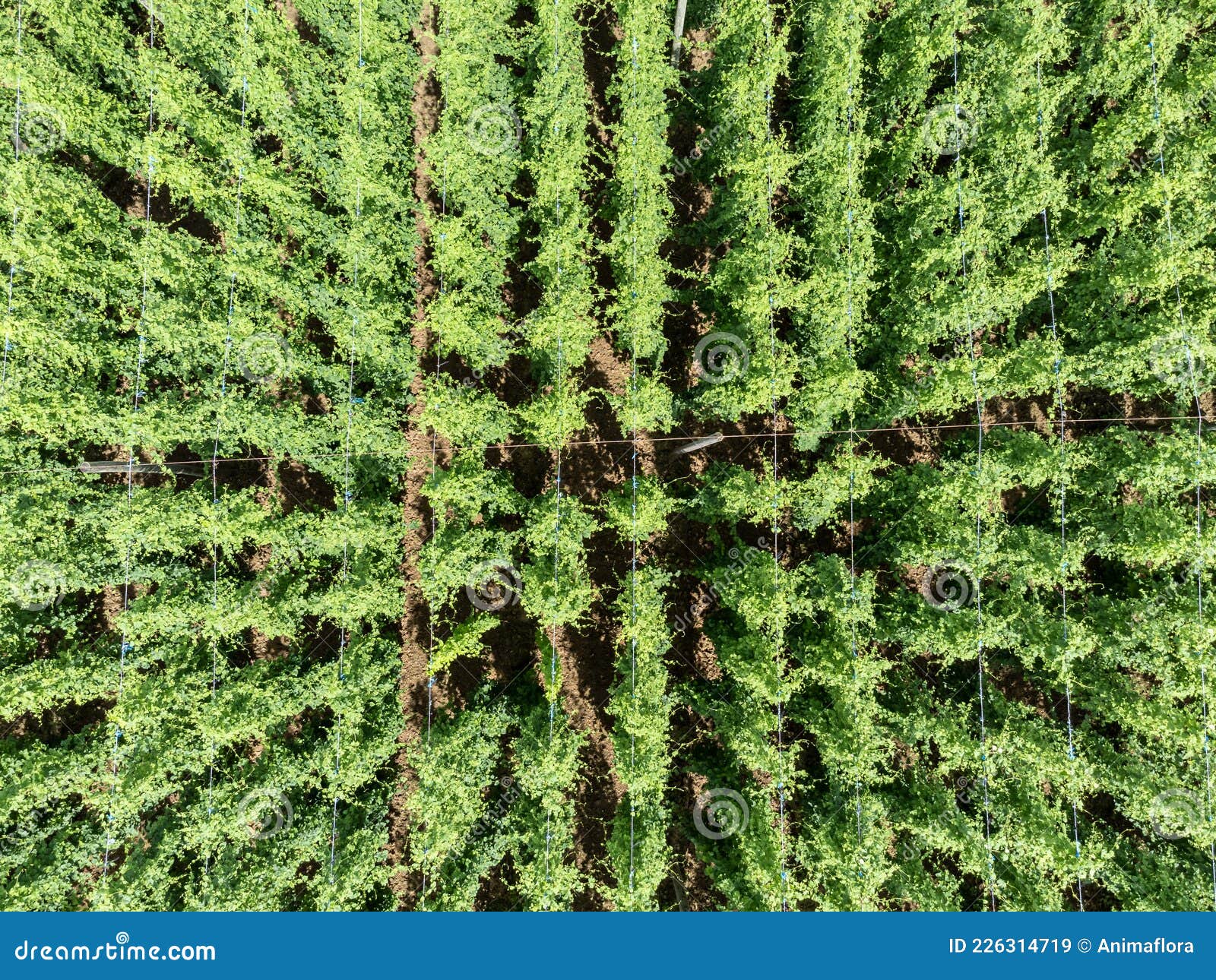 Hop plantation in top view stock image. Image of landscape - 226314719
