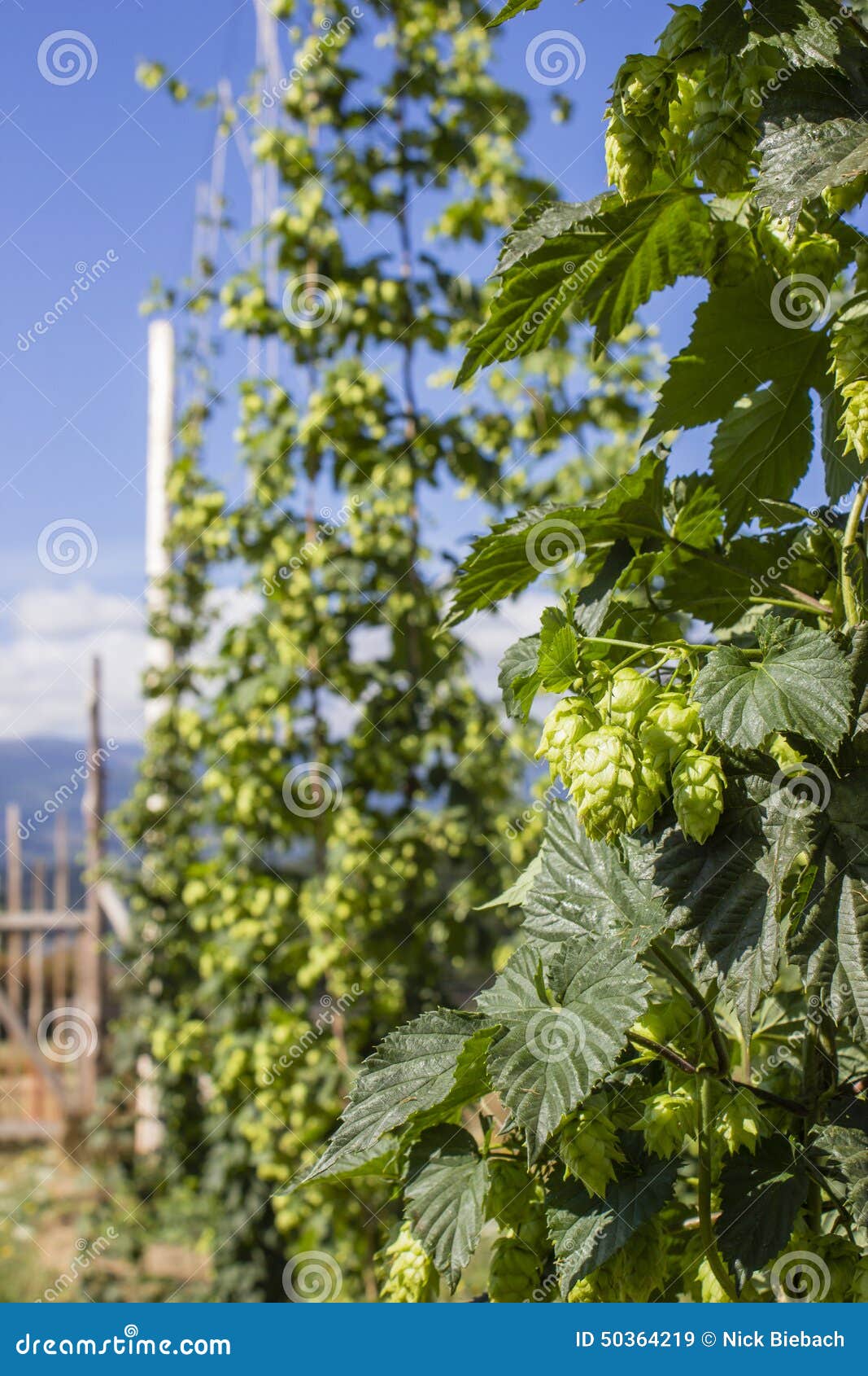 Hop Plants Growing in Rows stock image. Image of agronomy - 50364219