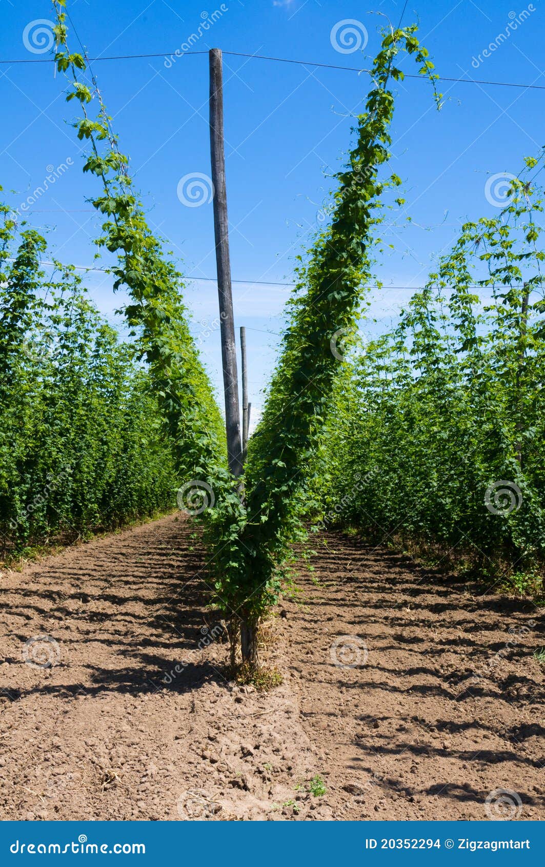 Hop plants on trellis stock photo. Image of beer, crops - 20352294