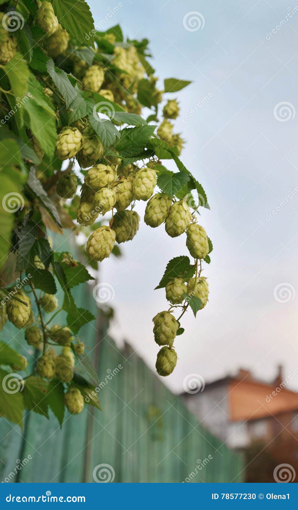 Hop seed cones stock photo. Image of stage, yard, leaf - 78577230