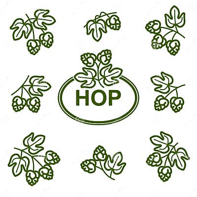 Hop Set. Collection Icon Hops Stock Vector - Illustration of season ...
