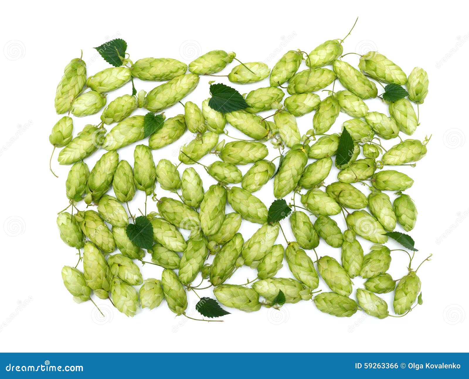 Hop texture stock photo. Image of beer, growth, alcohol - 59263366